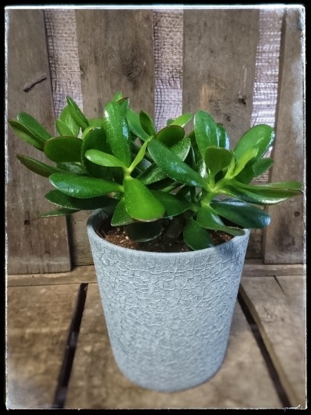 Törnävän Kukka - Viherkasvit - Rahapuu (crassula ovata)